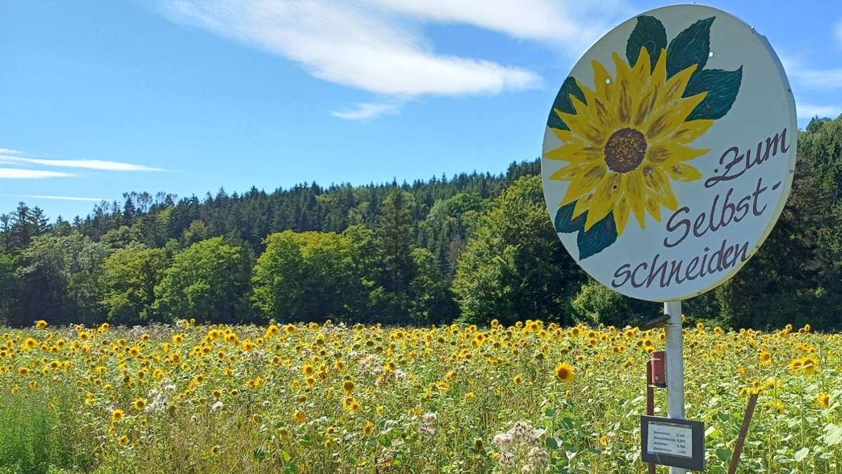Blumenmeer in Zillhausen: Mehr Sonnenblumen gib’s im ganzen Ort nicht ...