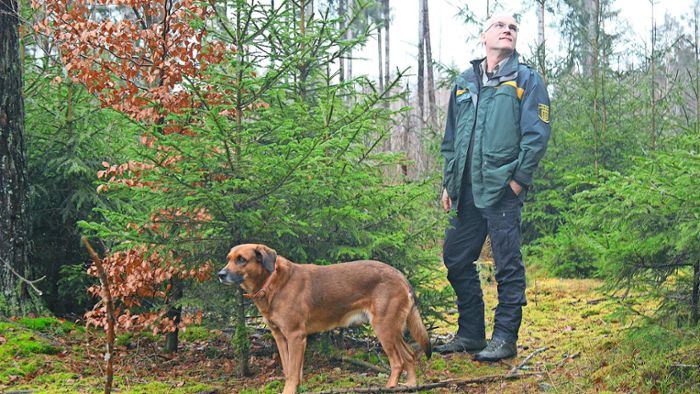 40 Jahre Förster im Gäu: Er hat die Bäume groß werden sehen - Gäu ...